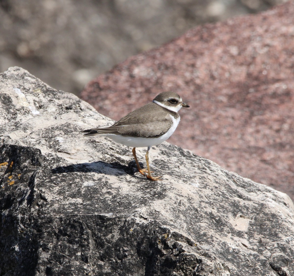 eBird Checklist - 14 Sep 2023 - USCG Shipping Canal--North Pier - 8 species