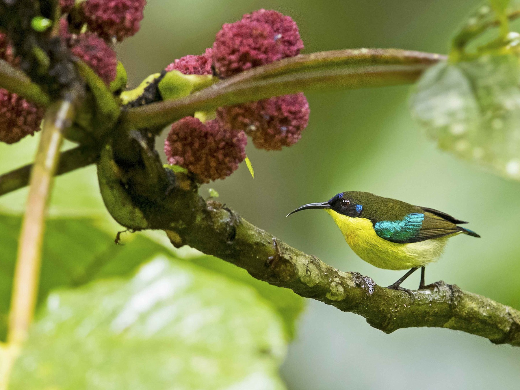 Metallic-winged Sunbird - eBird