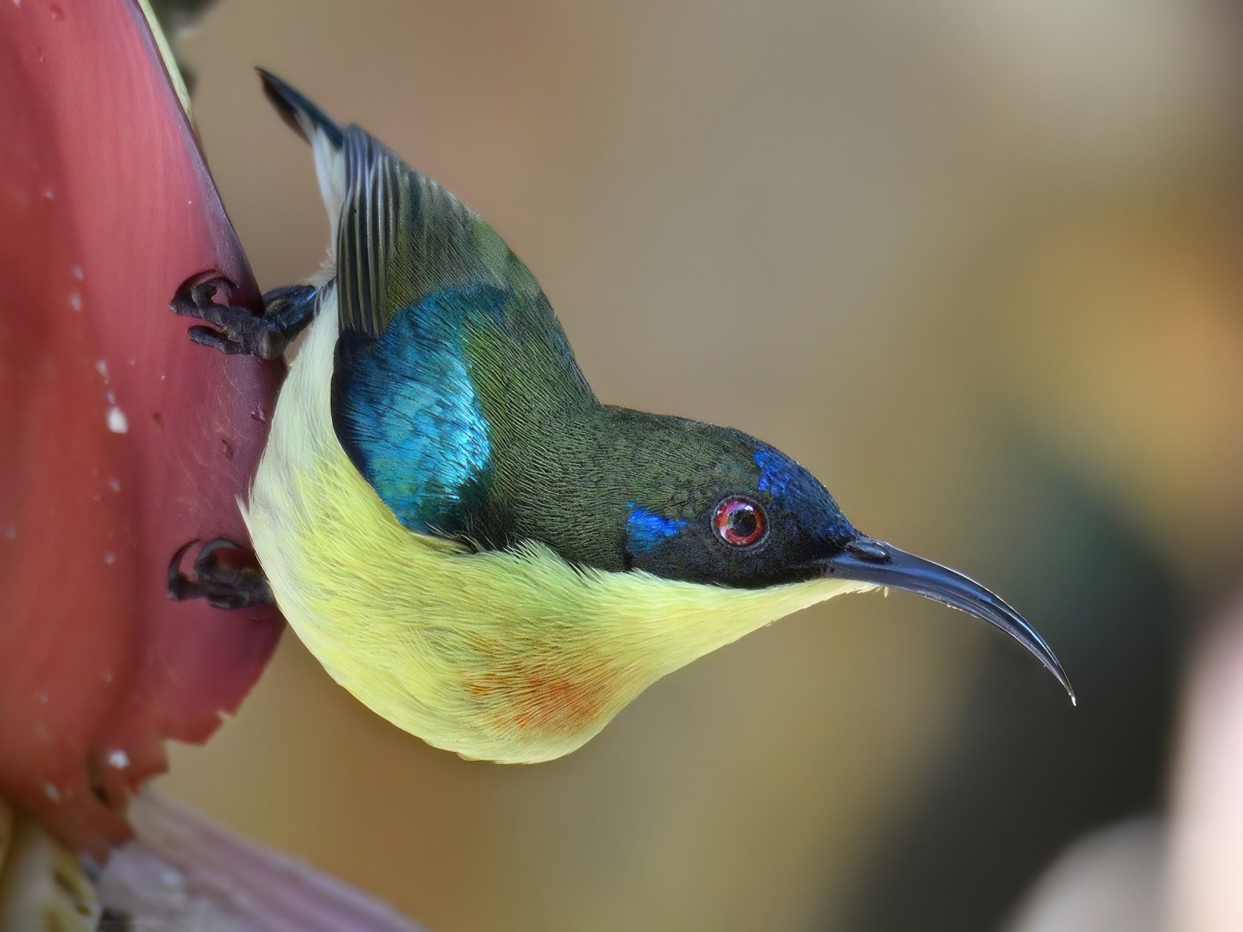 Luzon/Bohol/Metallic-winged Sunbird - eBird