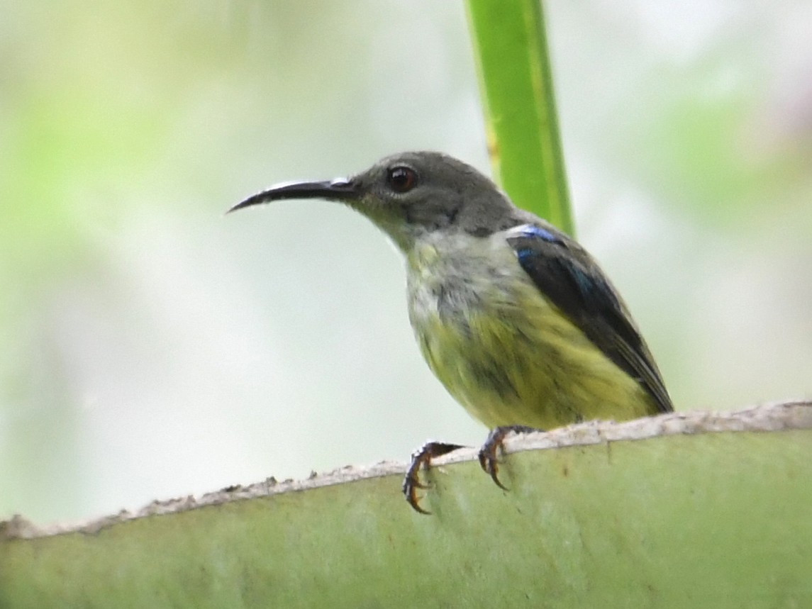 Metallic-winged Sunbird - eBird