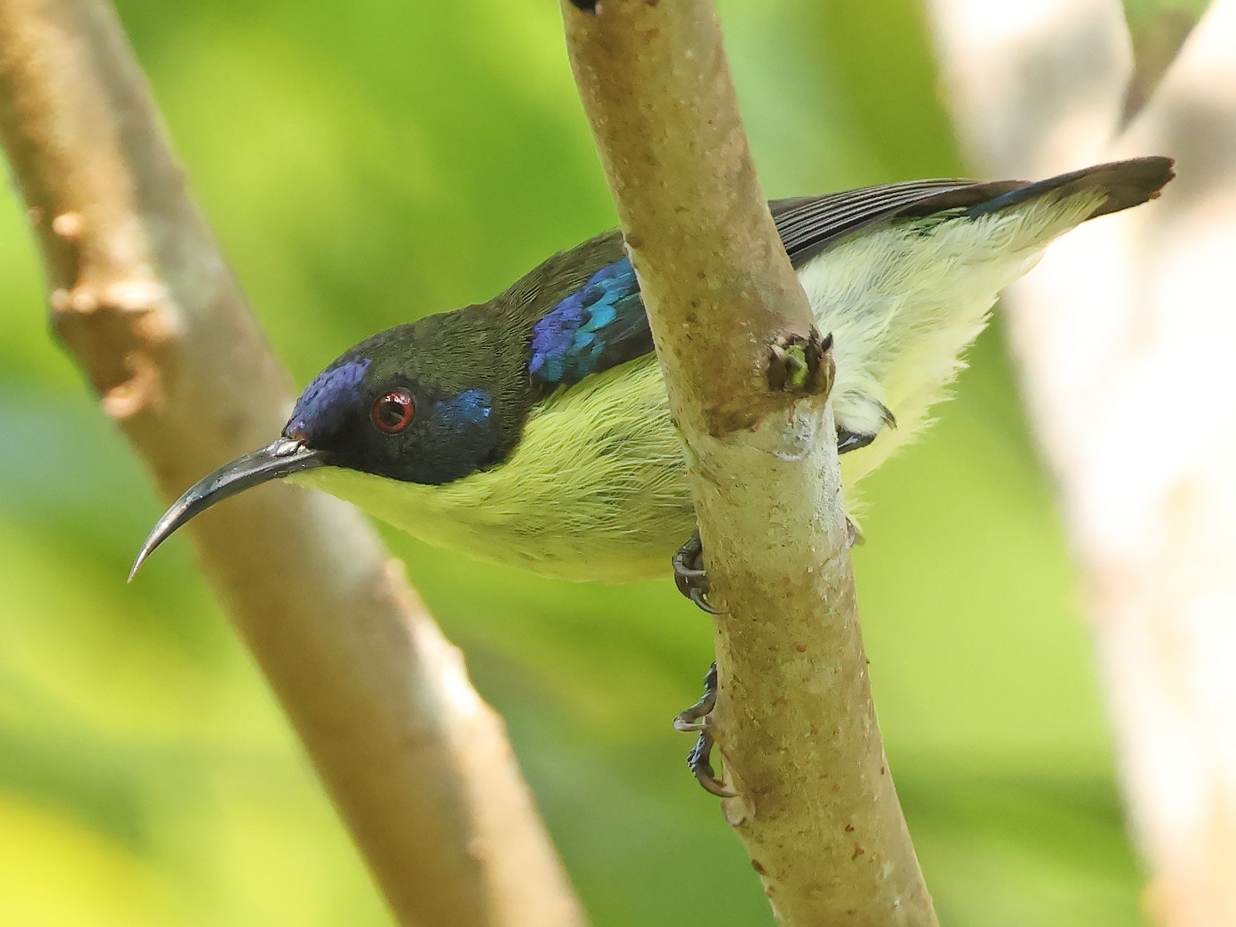Metallic-winged Sunbird - eBird