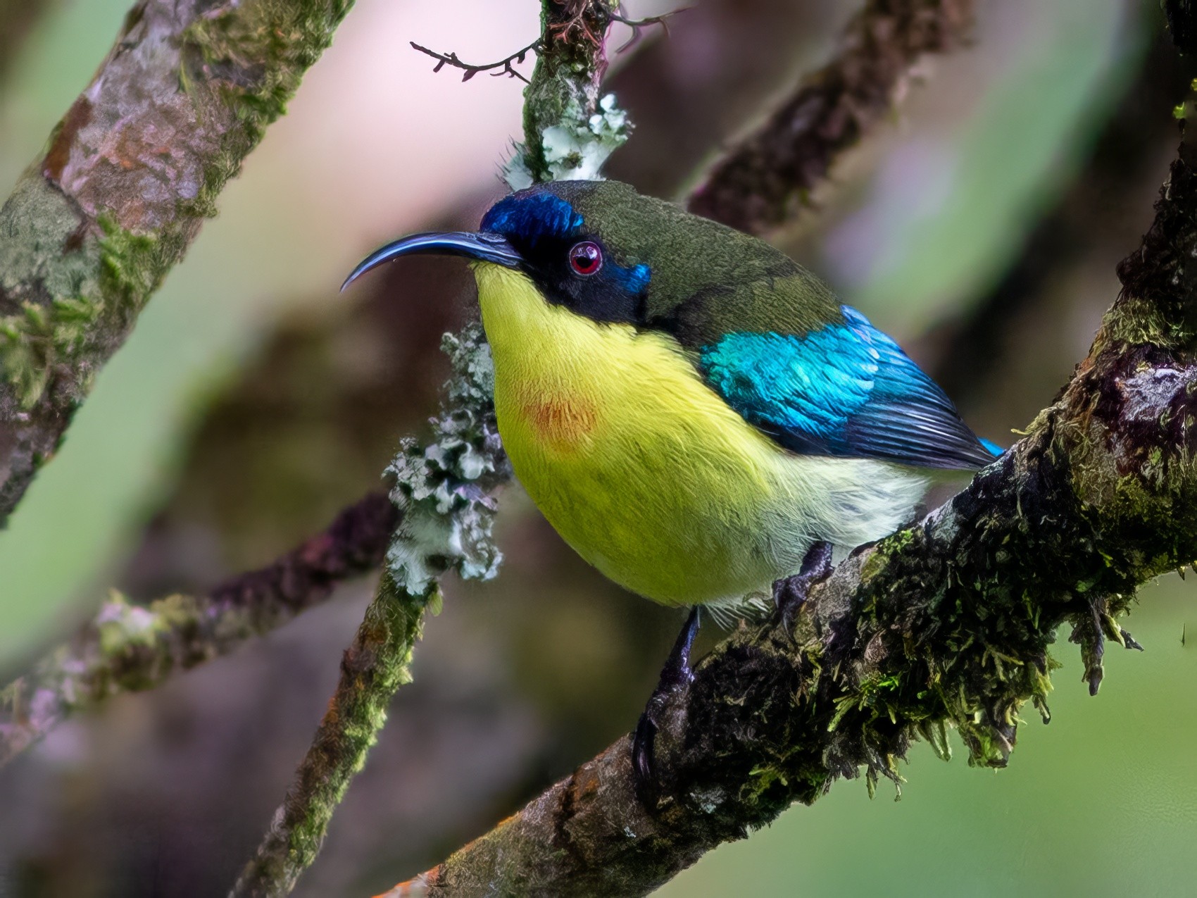Metallic-winged Sunbird - eBird