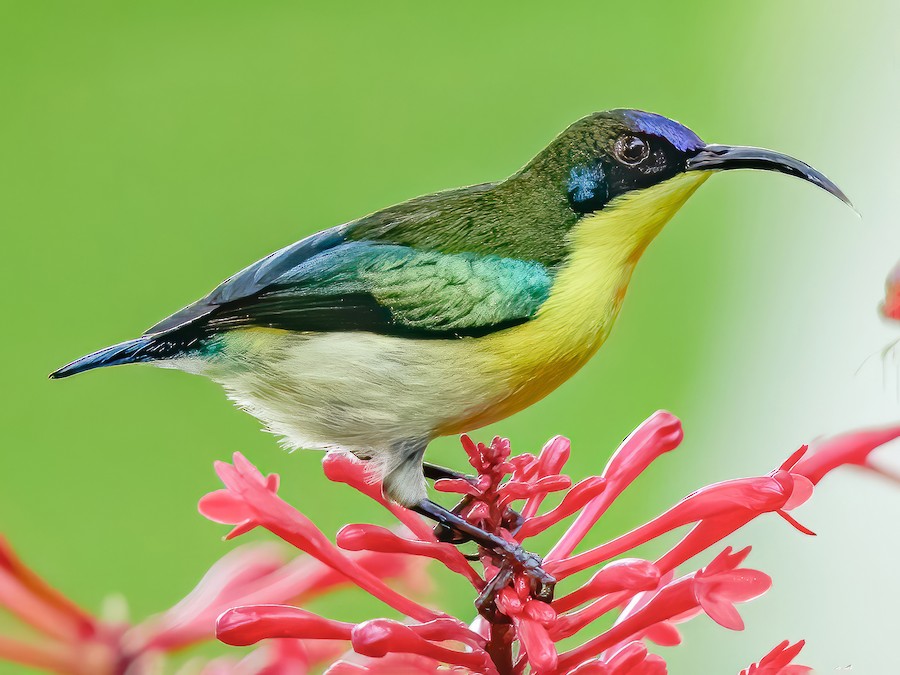 Metallic-winged Sunbird - eBird