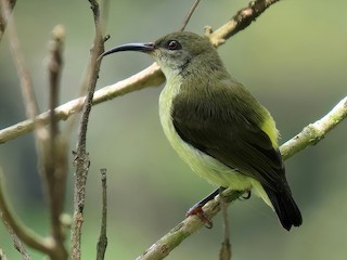 Metallic-winged Sunbird - eBird