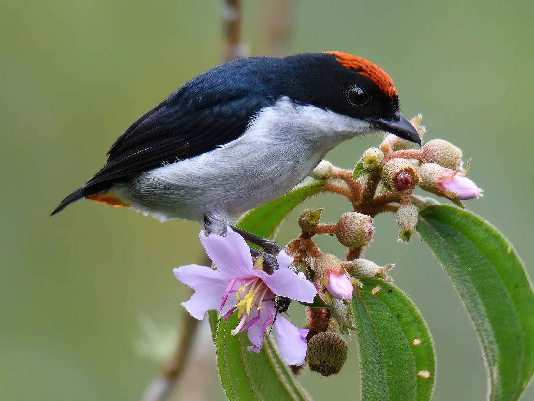 Flame-crowned Flowerpecker - eBird