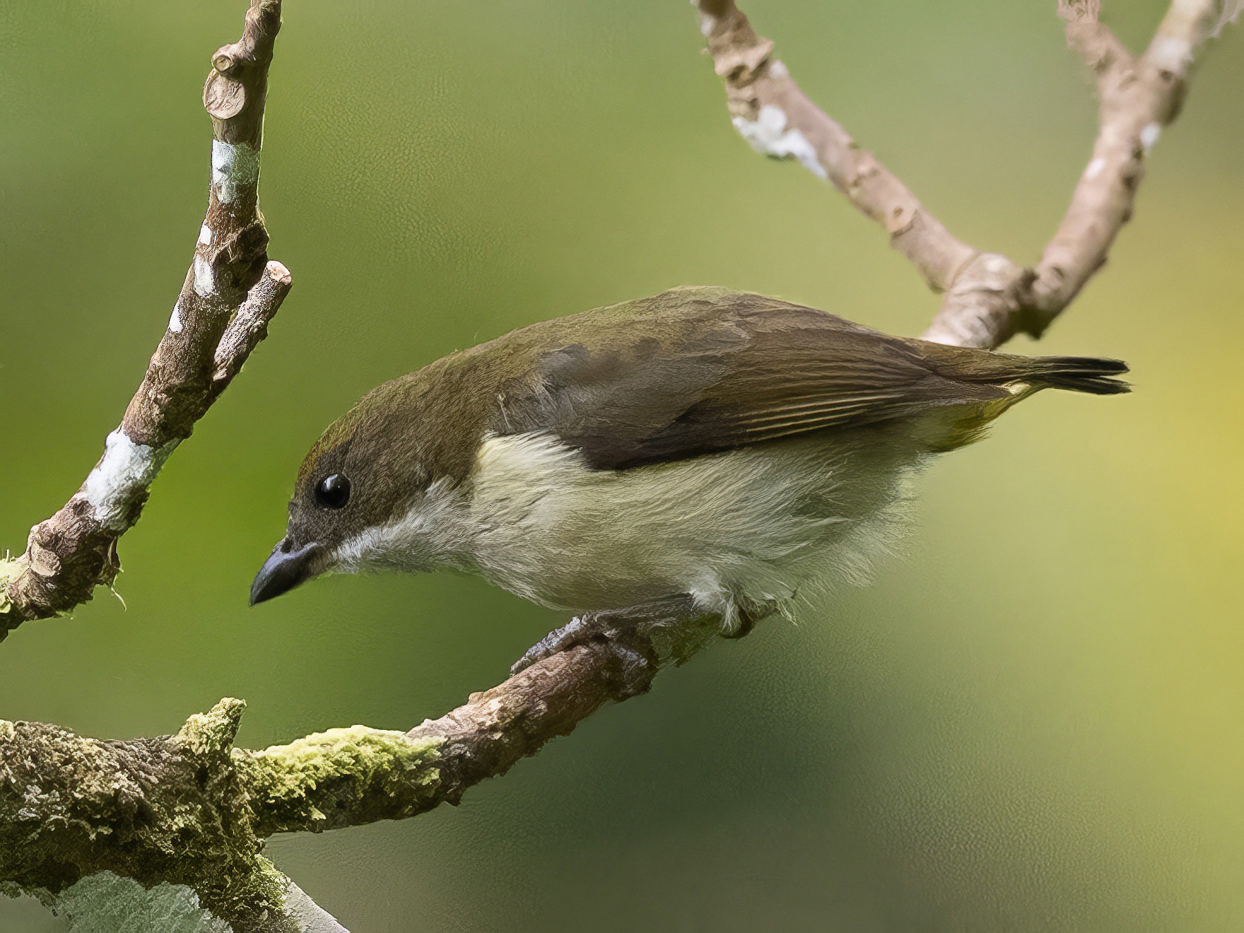Flame-crowned Flowerpecker - eBird
