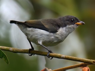 Flame-crowned Flowerpecker - eBird