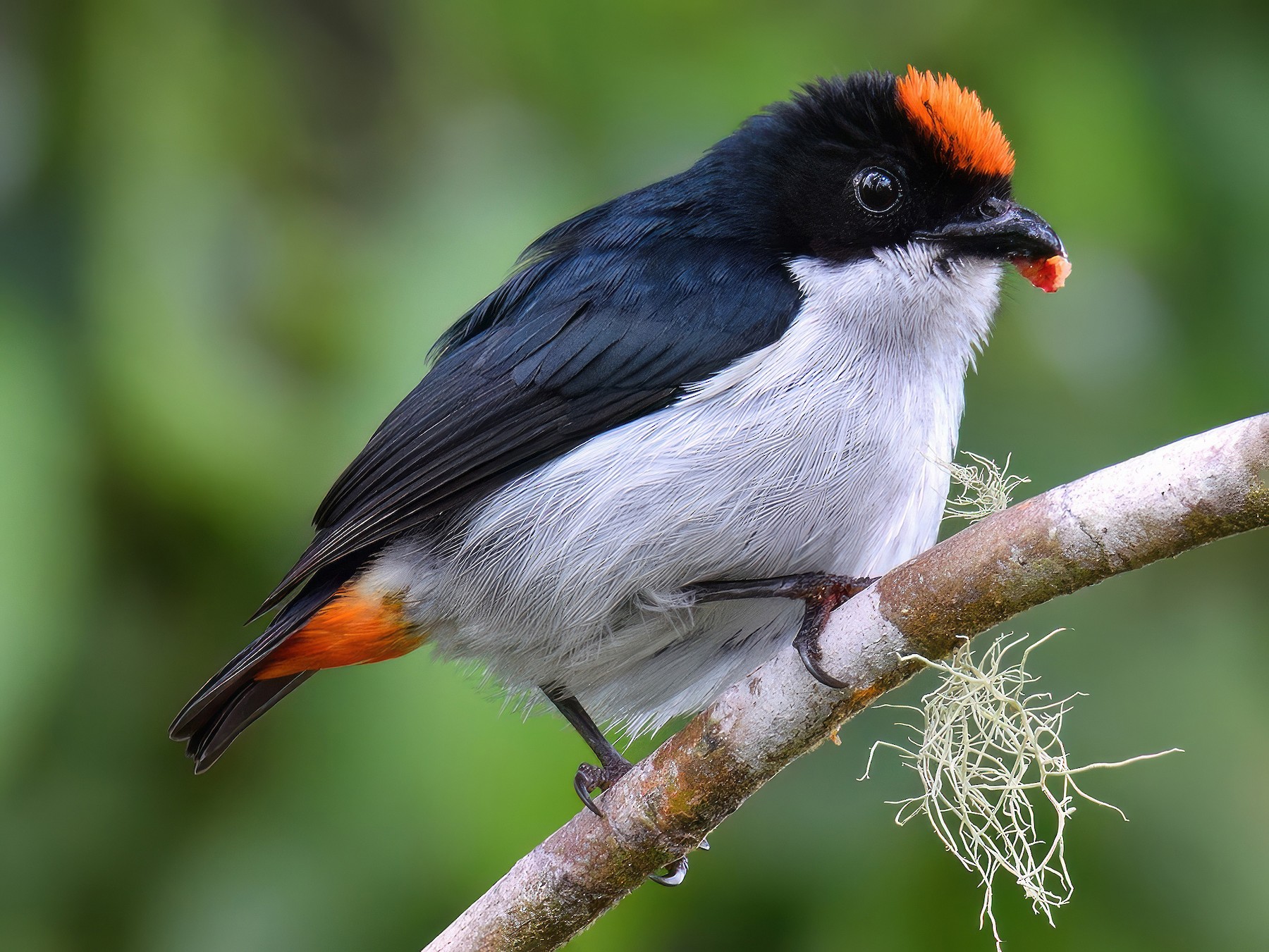Flame-crowned Flowerpecker - eBird