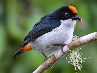 Flame-crowned Flowerpecker - eBird