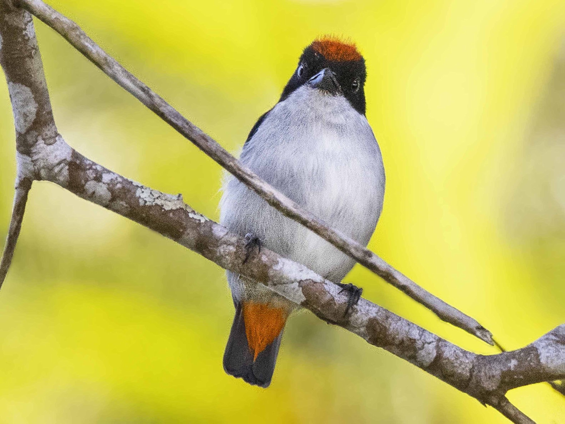 flame-crowned flowerpecker - eBird