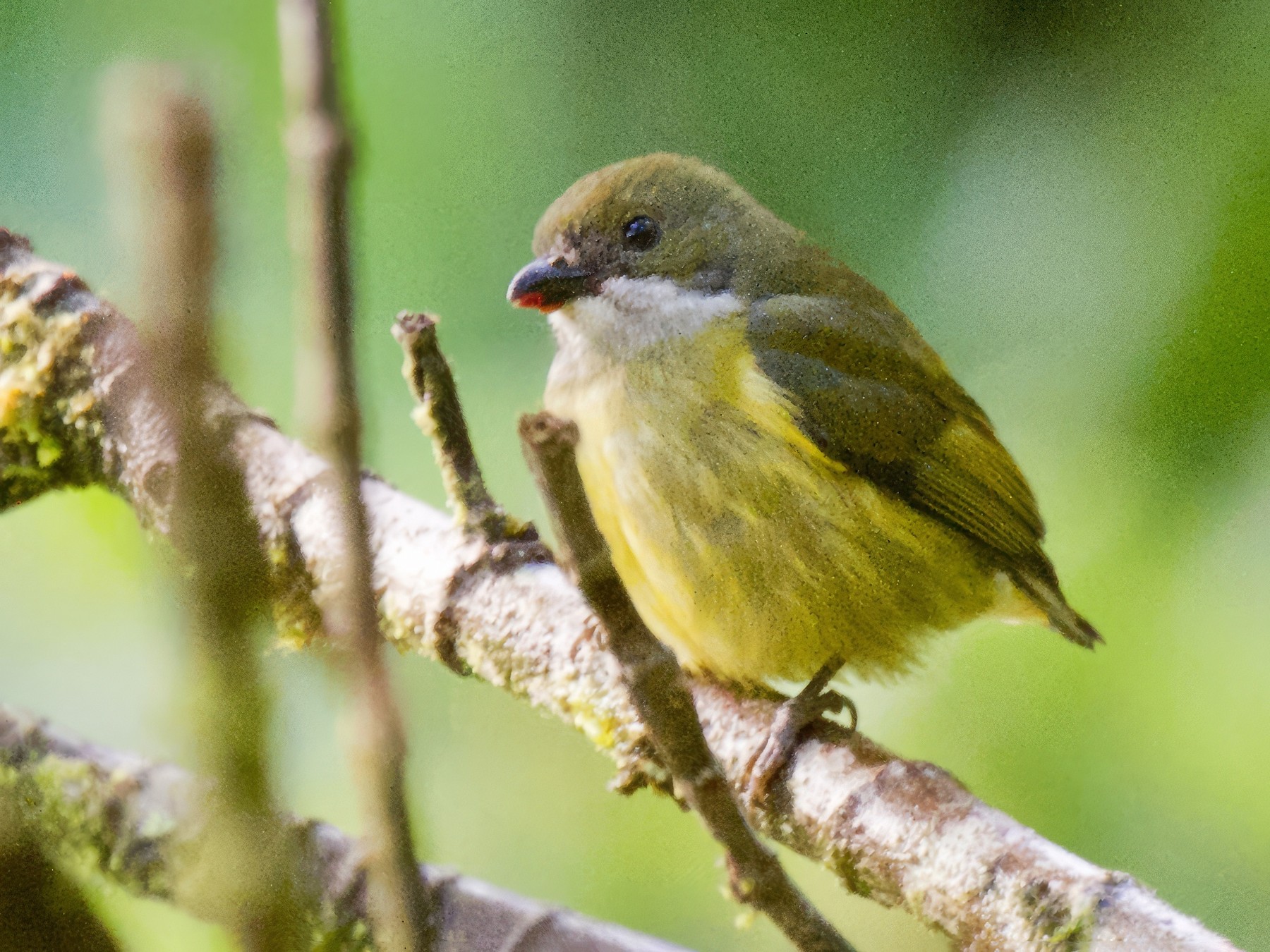Yellow-crowned Flowerpecker - eBird