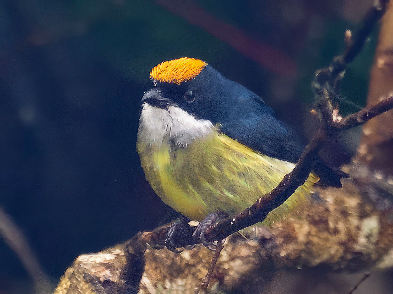 Yellow-crowned Flowerpecker - eBird