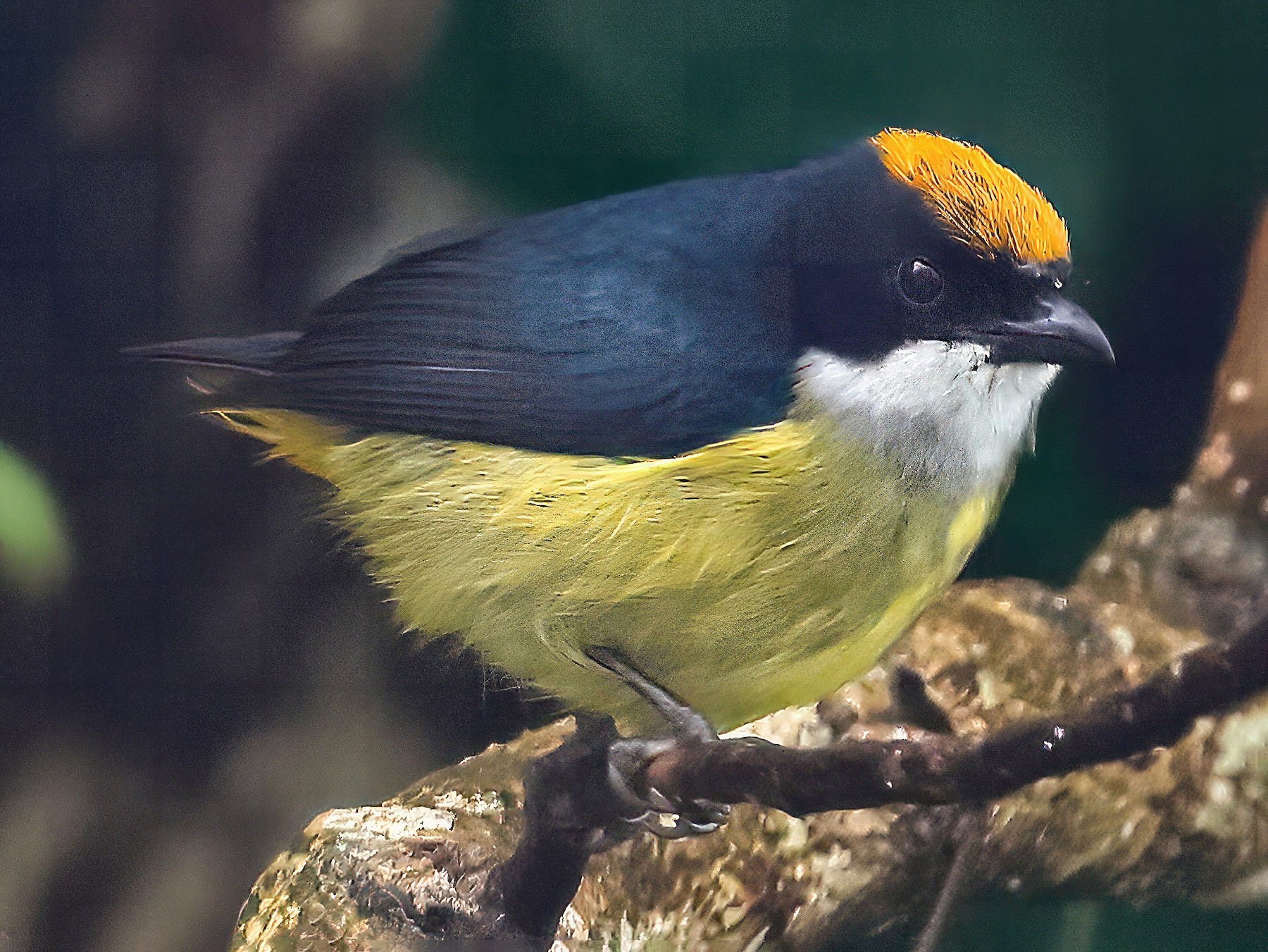 Yellow-crowned Flowerpecker - eBird