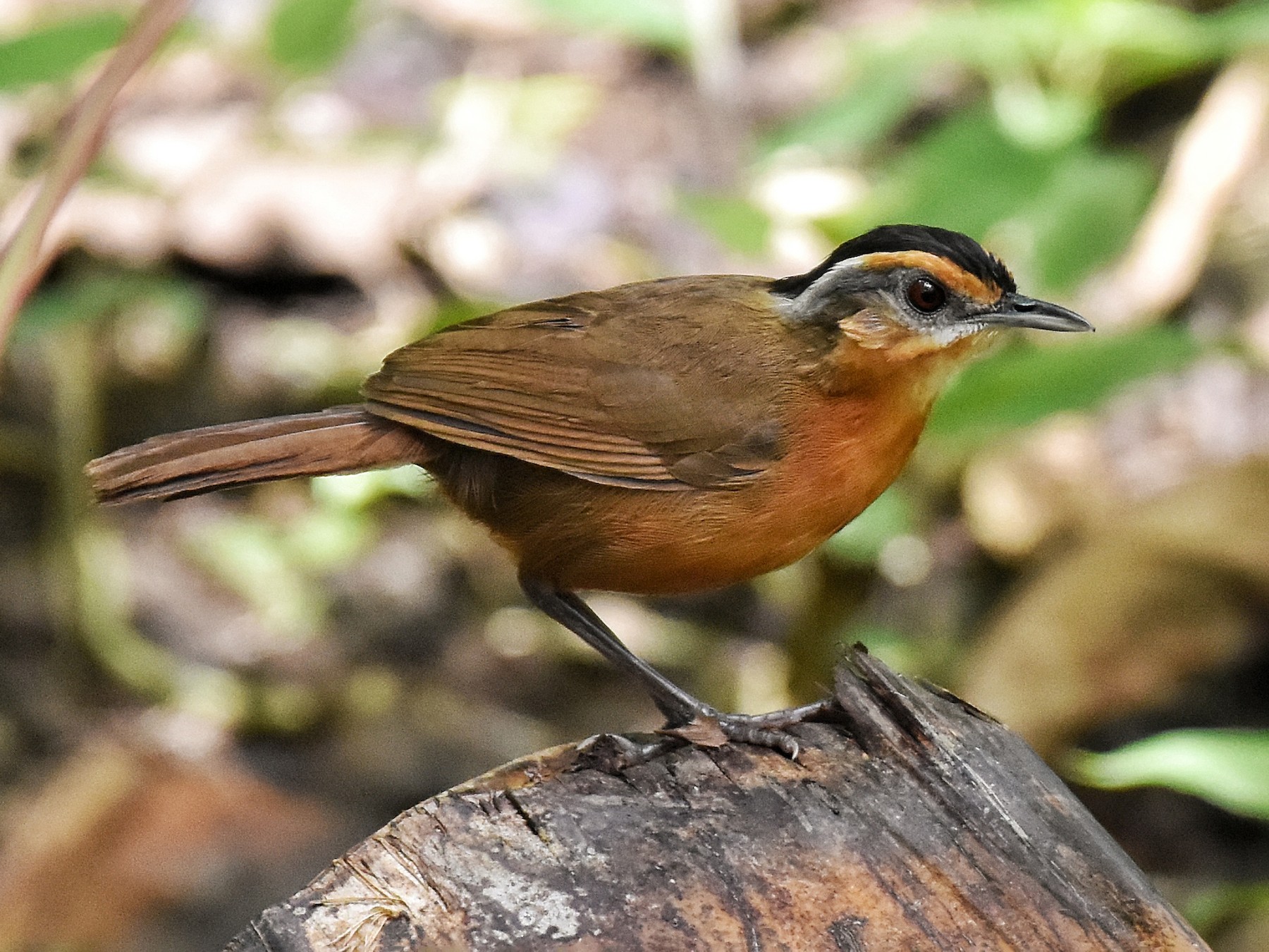 Javan Black-capped Babbler - eBird