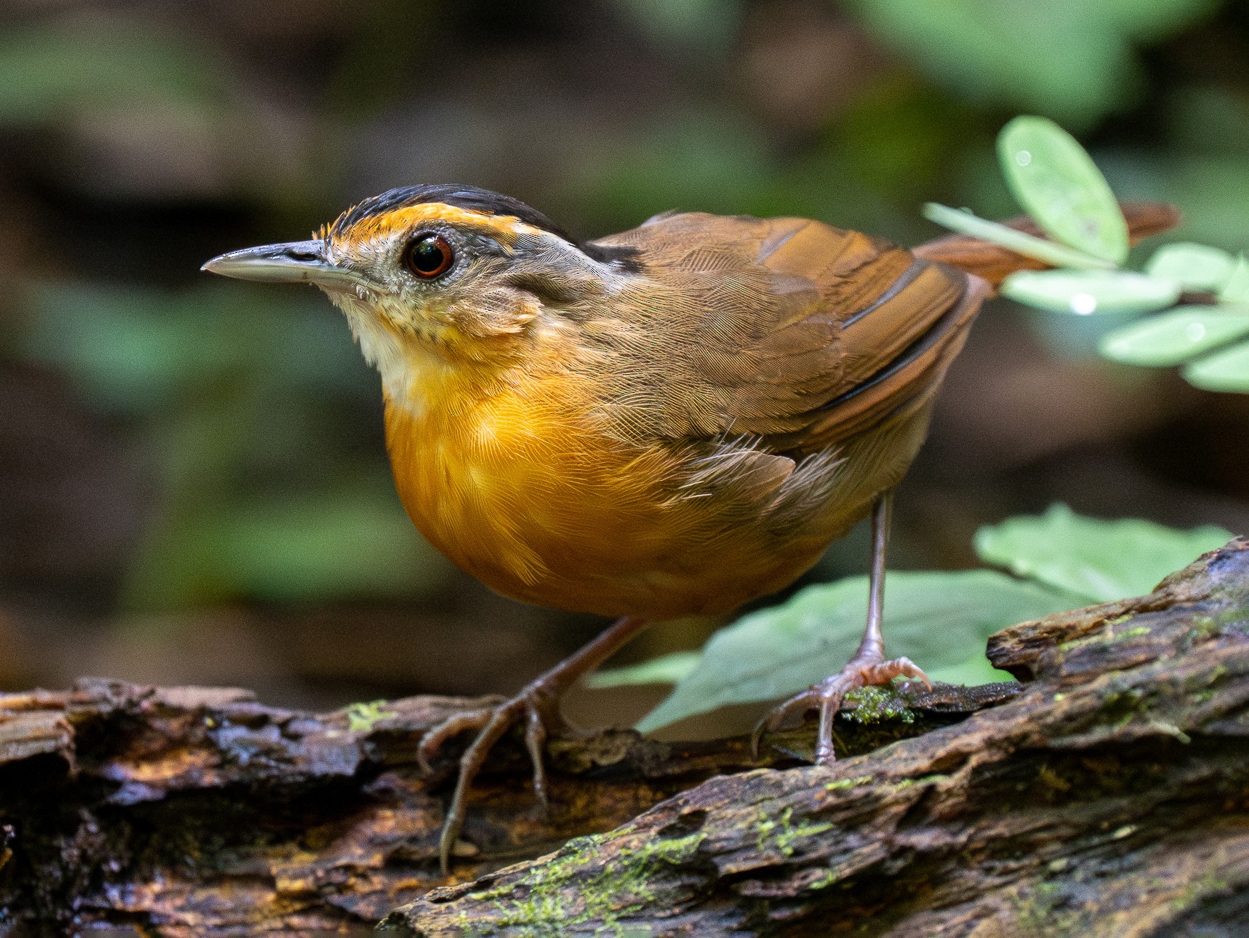 Javan Black-capped Babbler - eBird
