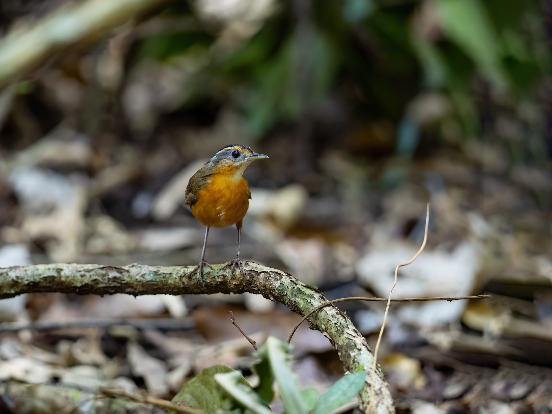 Javan Black-capped Babbler - eBird