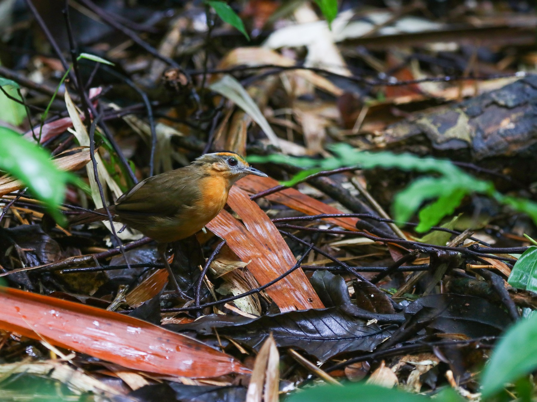 Javan Black-capped Babbler - eBird