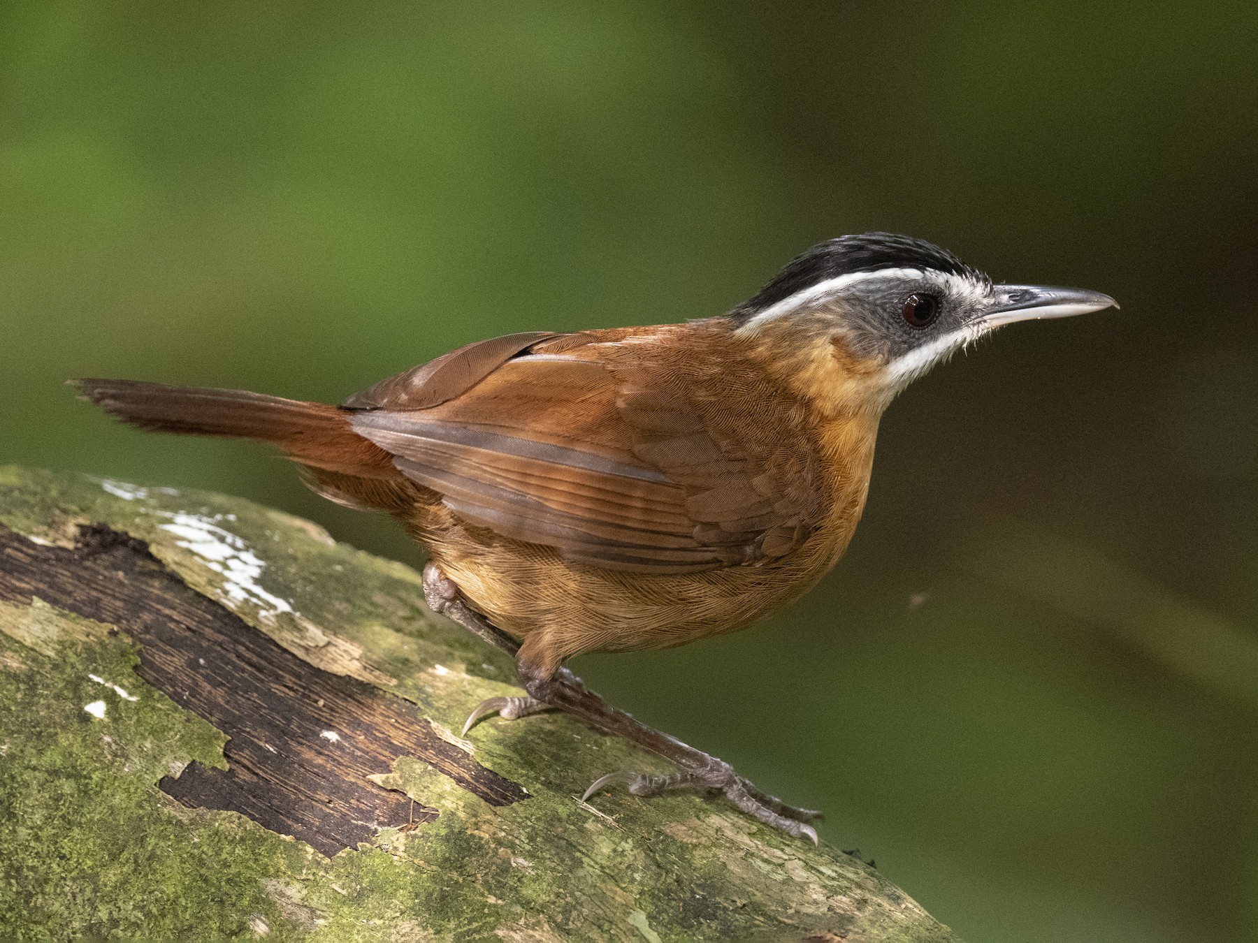 Bornean Black-capped Babbler - eBird