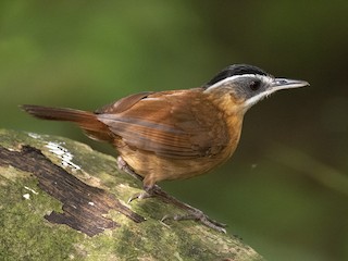 Bornean Black-capped Babbler - eBird