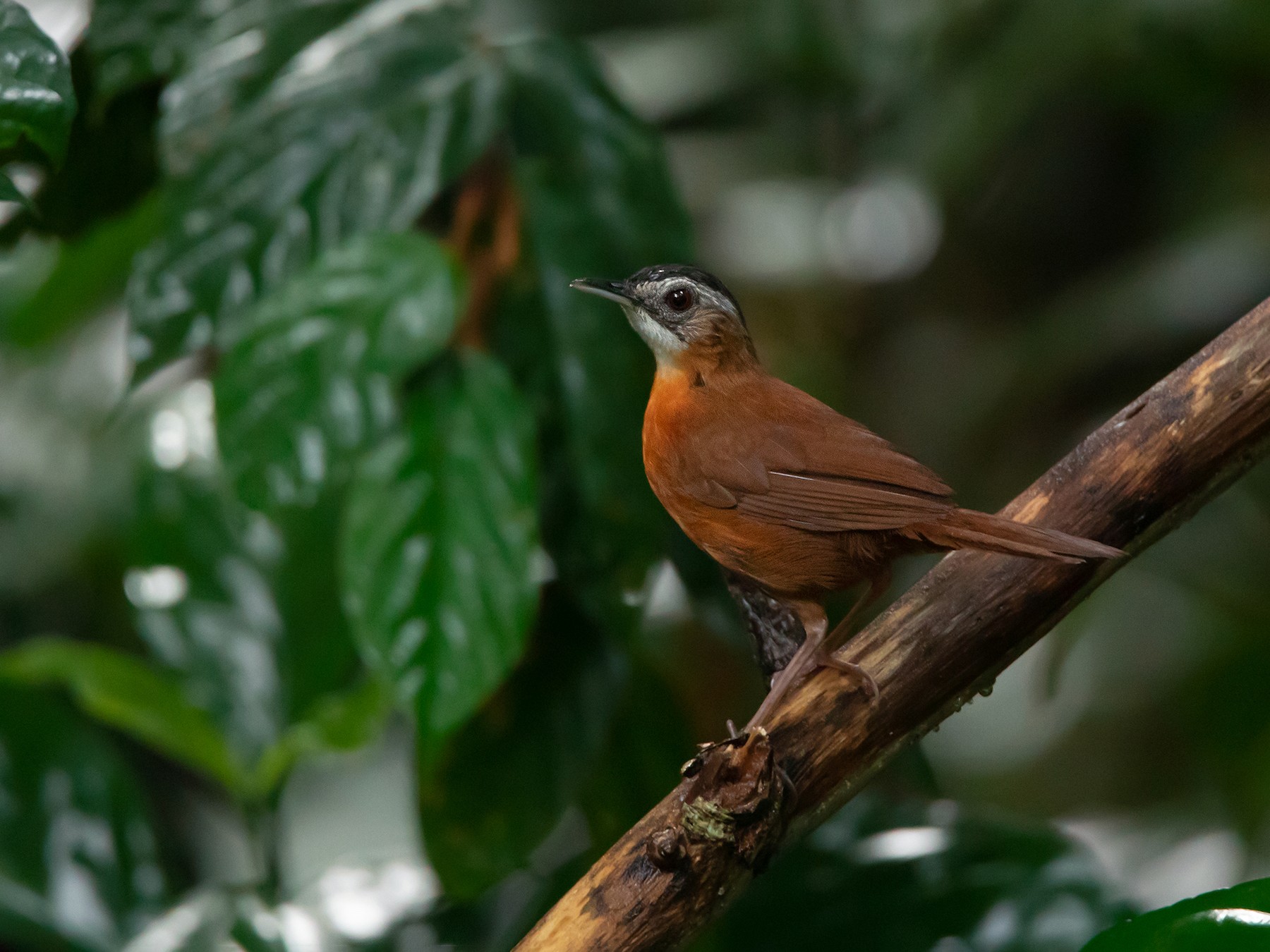 Akalat à calotte noire - eBird