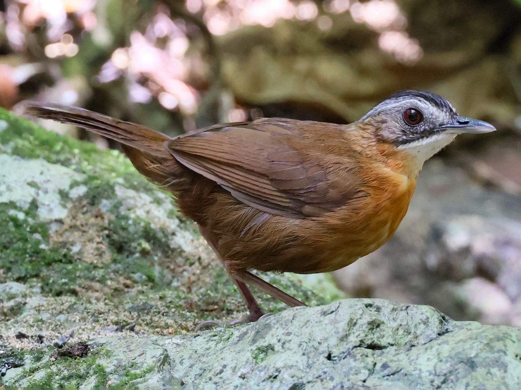 Akalat à calotte noire - eBird