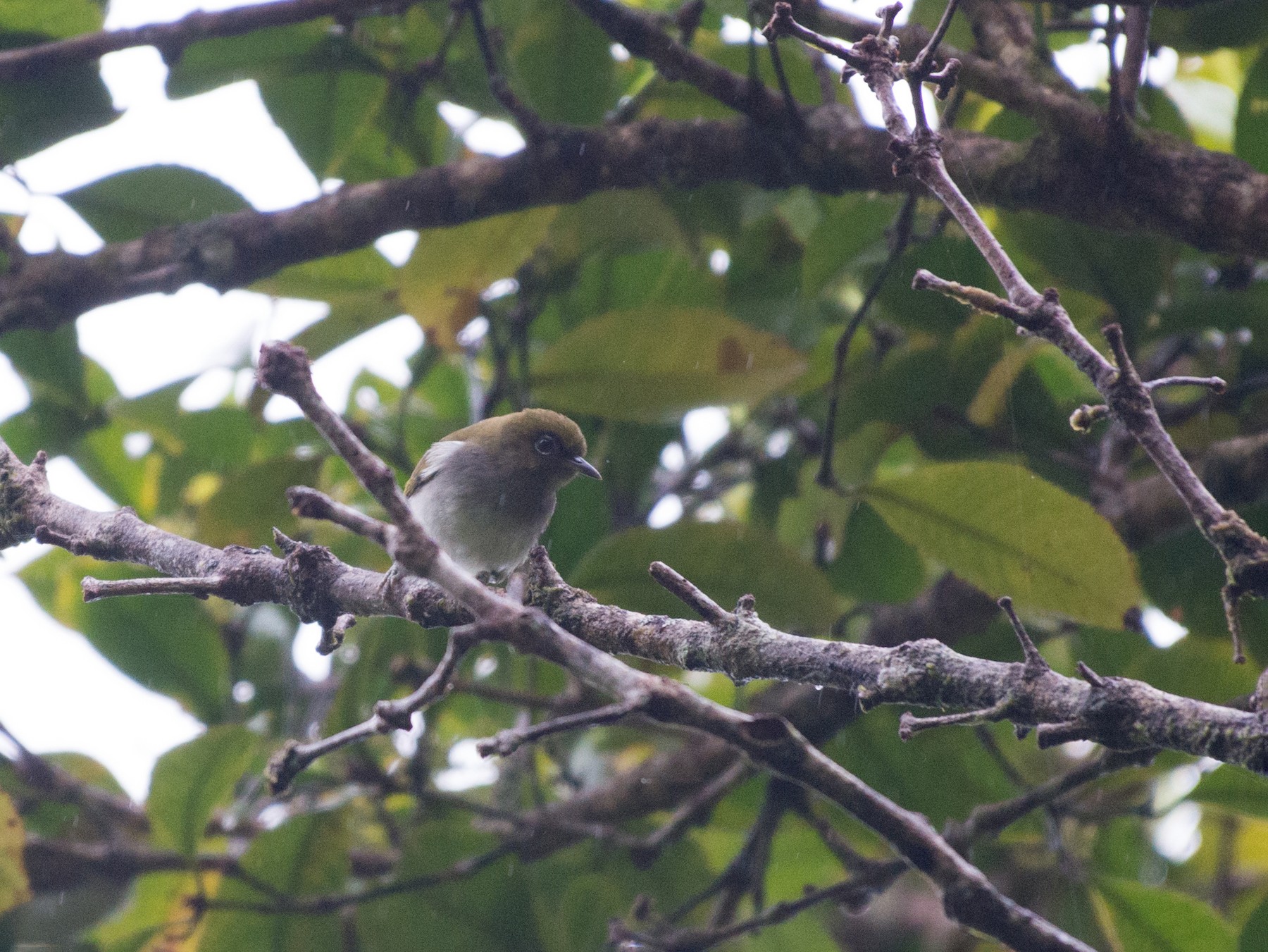Bougainville White-eye - eBird