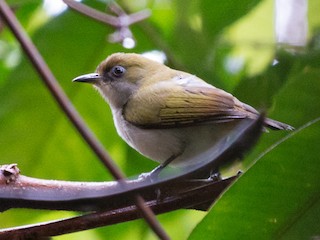 Makira White-eye - eBird