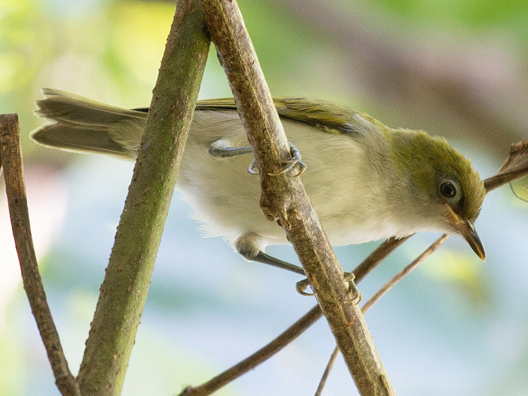 Gray-throated White-eye - eBird