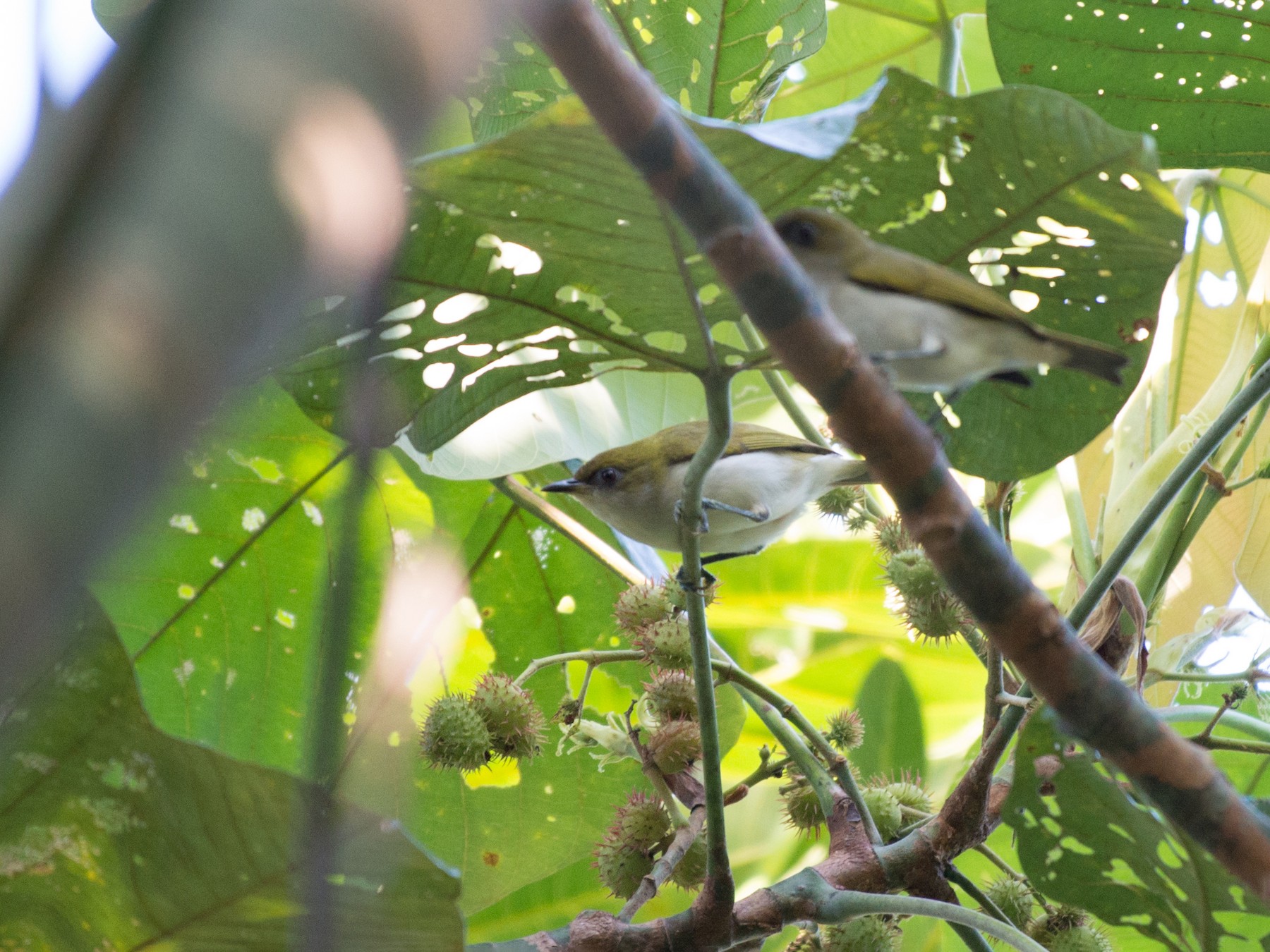 Gray-throated White-eye - eBird