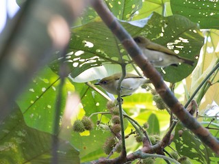 Makira White-eye - eBird