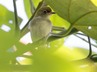 Makira White-eye - eBird