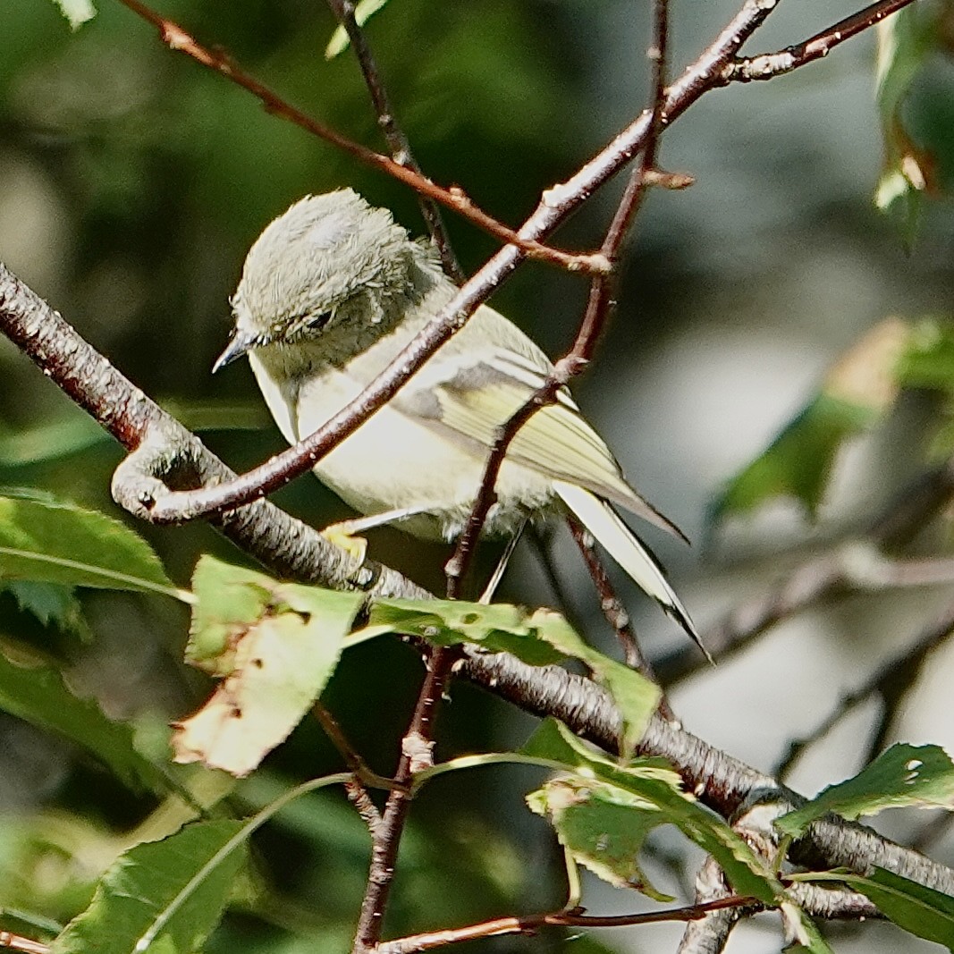 eBird Checklist - 15 Sep 2023 - Lac Joseph - 37 species