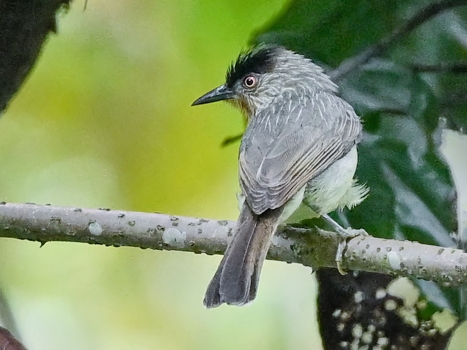 Visayan Babbler - eBird