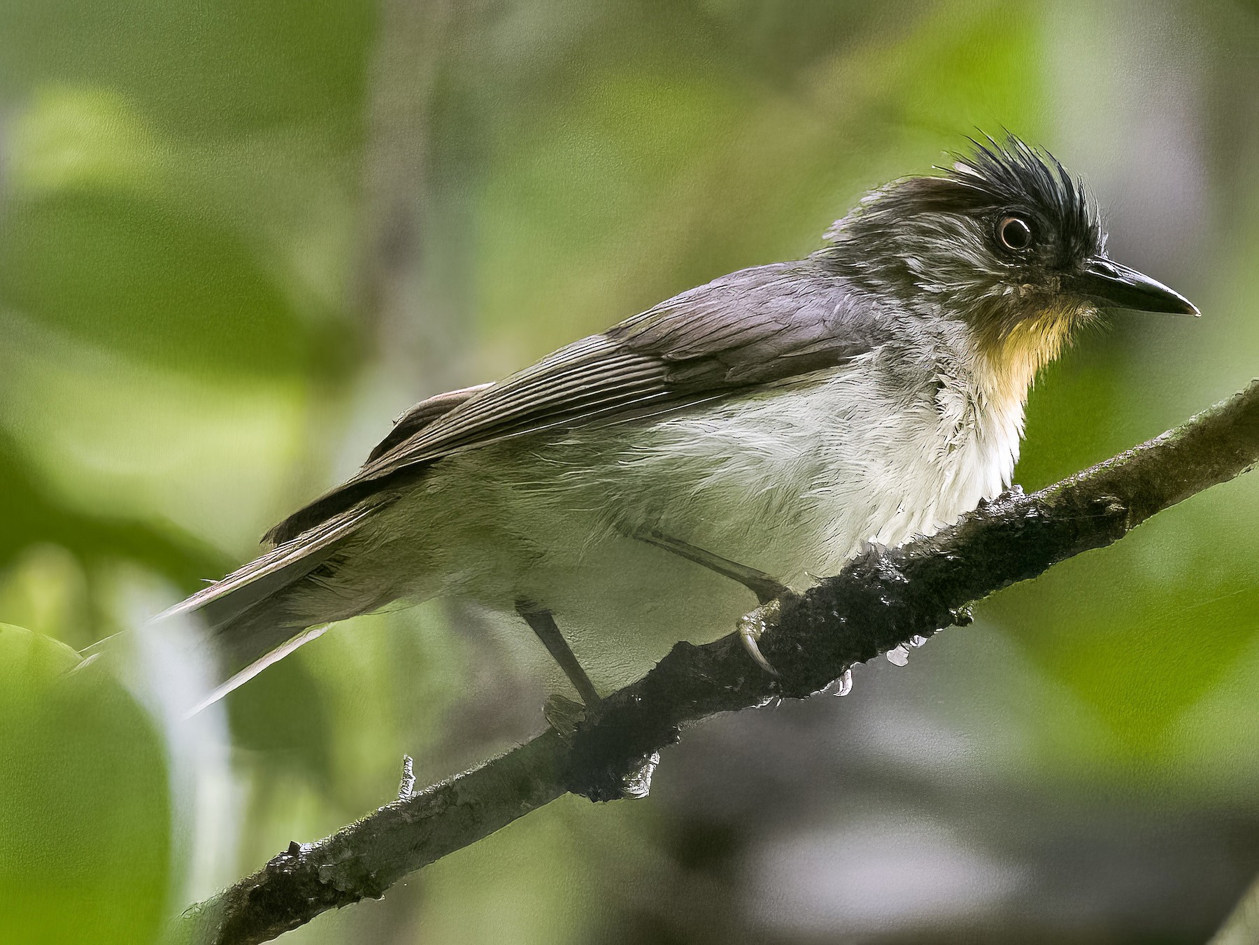 Visayan Babbler - eBird