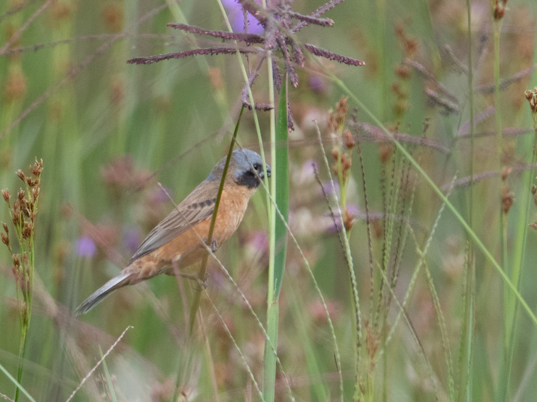 Ibera Seedeater (undescribed form) - eBird