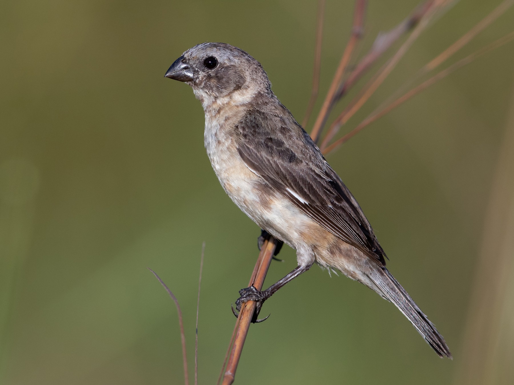 Ibera Seedeater - eBird