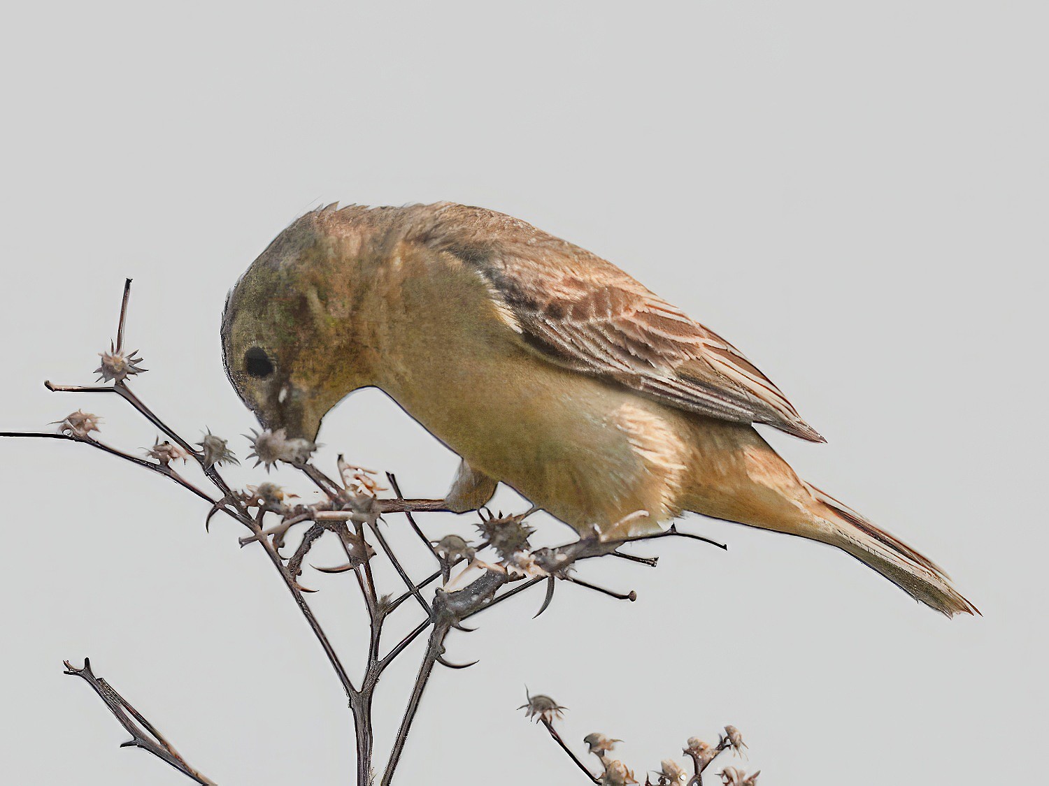 Ibera Seedeater (undescribed form) - eBird