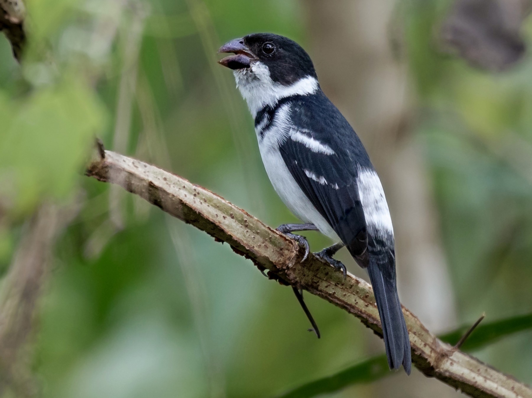 Wing-barred Seedeater - eBird