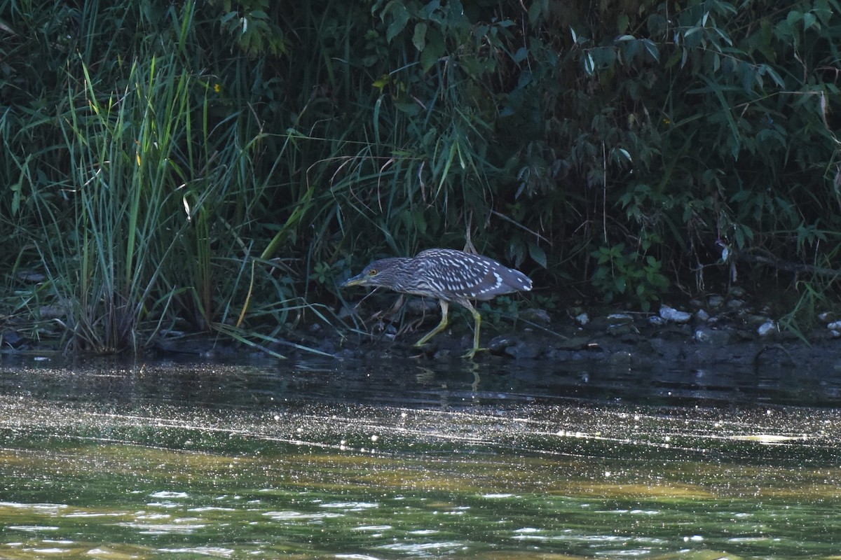 eBird Checklist - 15 Sep 2023 - Prince Edward Point NWA - 53 species
