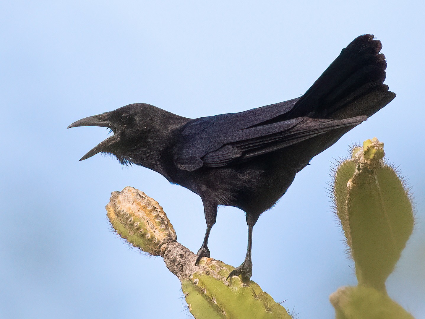 Cuervo Palmero - eBird