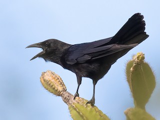 Hispaniolan Palm-Crow - eBird