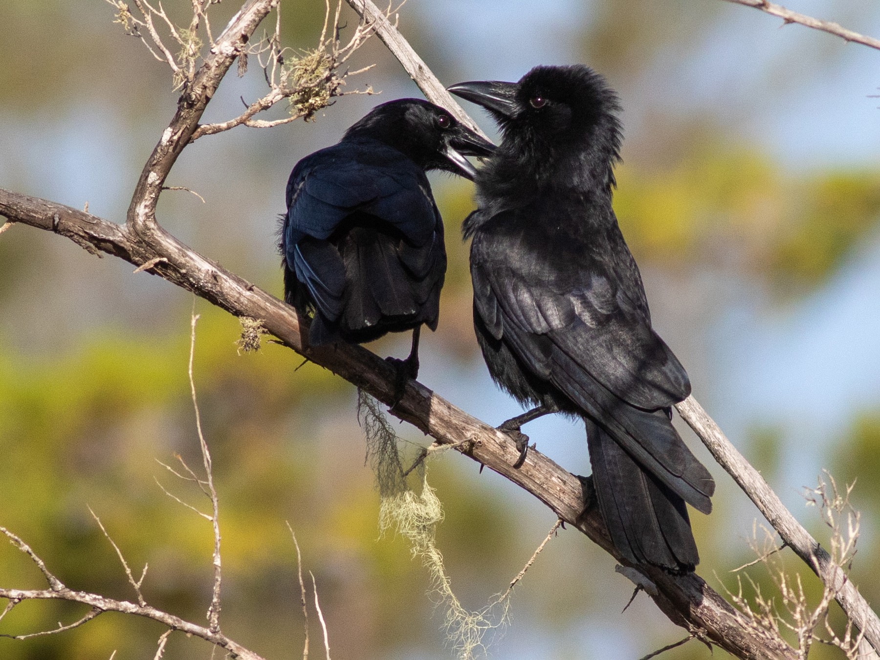 Cuervo palmero - eBird