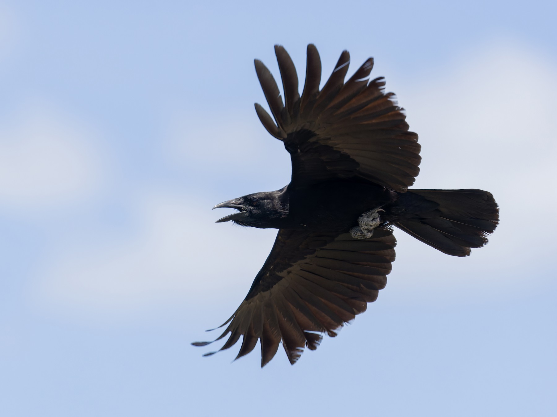 Cuervo palmero - eBird