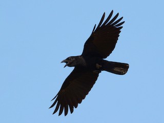 Cuervo palmero cubano - eBird