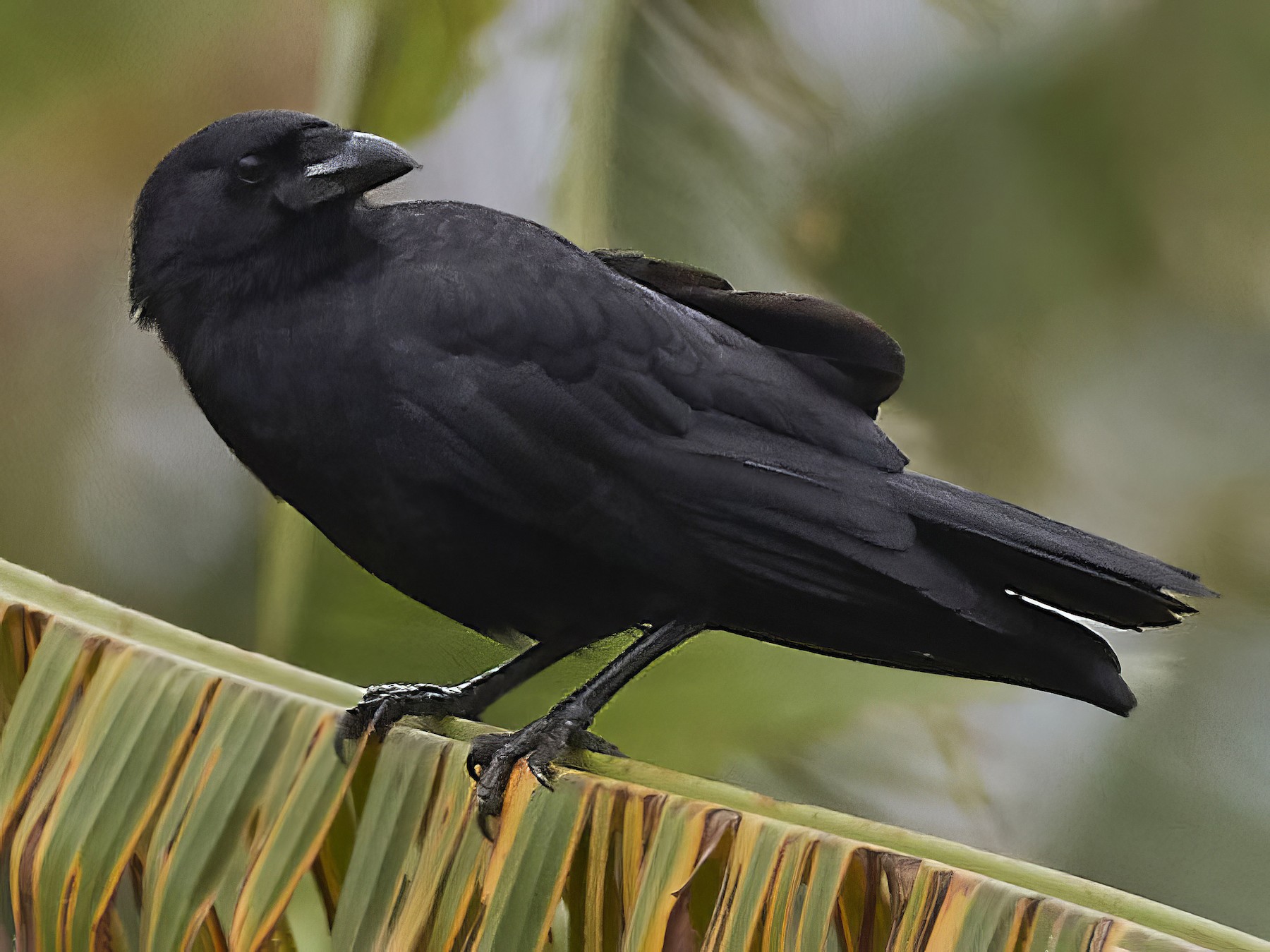 Cuban Palm-Crow - eBird