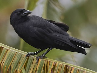 Cuervo palmero cubano - eBird
