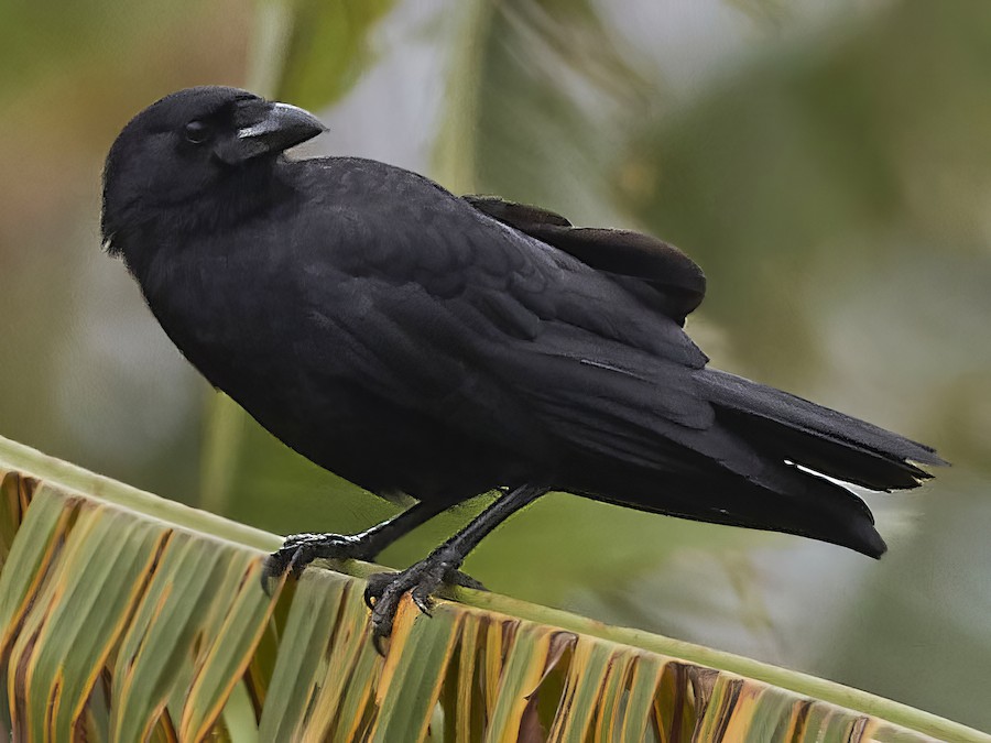 Cuban Palm-Crow - eBird