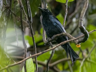 Palawan Drongo - eBird