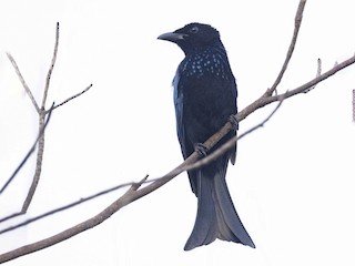 Palawan Drongo - eBird