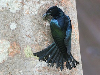 Palawan Drongo - eBird